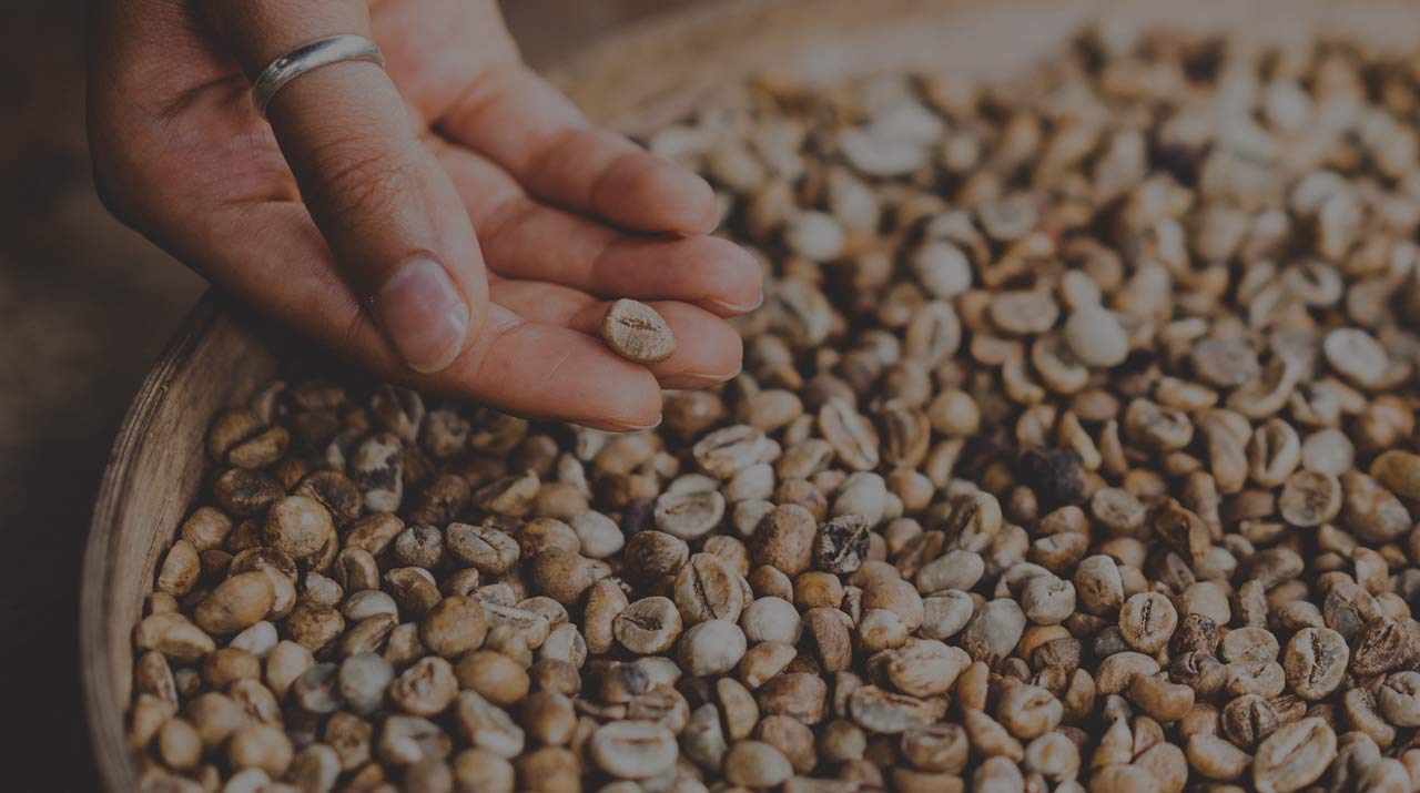 The Next Step of Processing Coffee: Drying