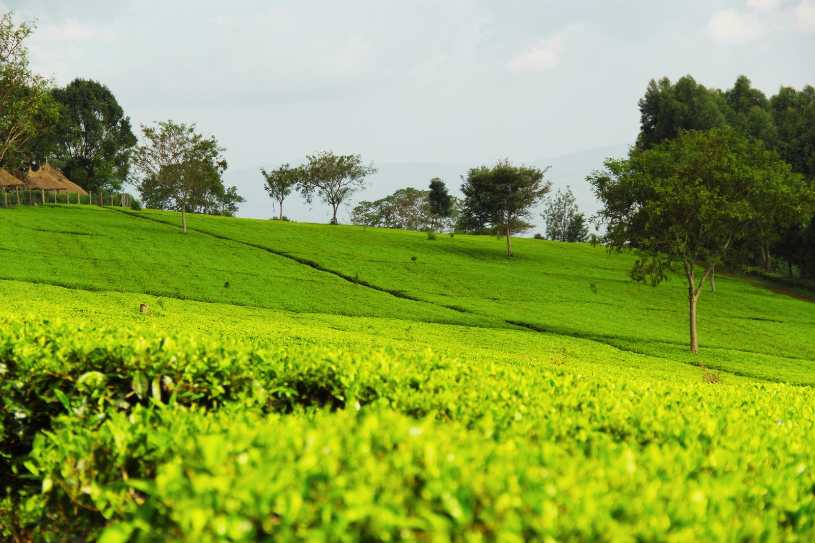 Our history - Cafédirect