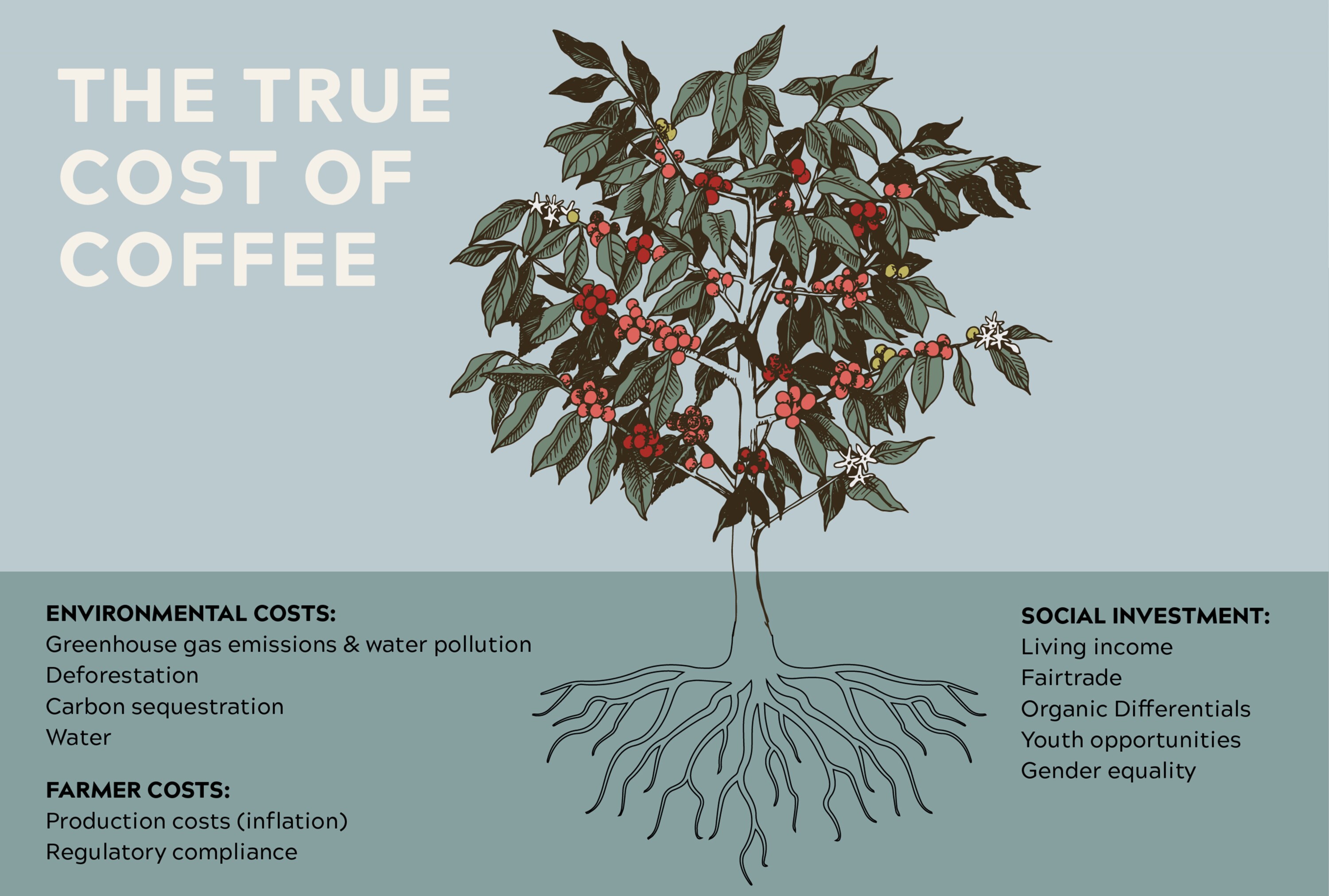 The true brew: Understanding the real cost of coffee - Cafédirect